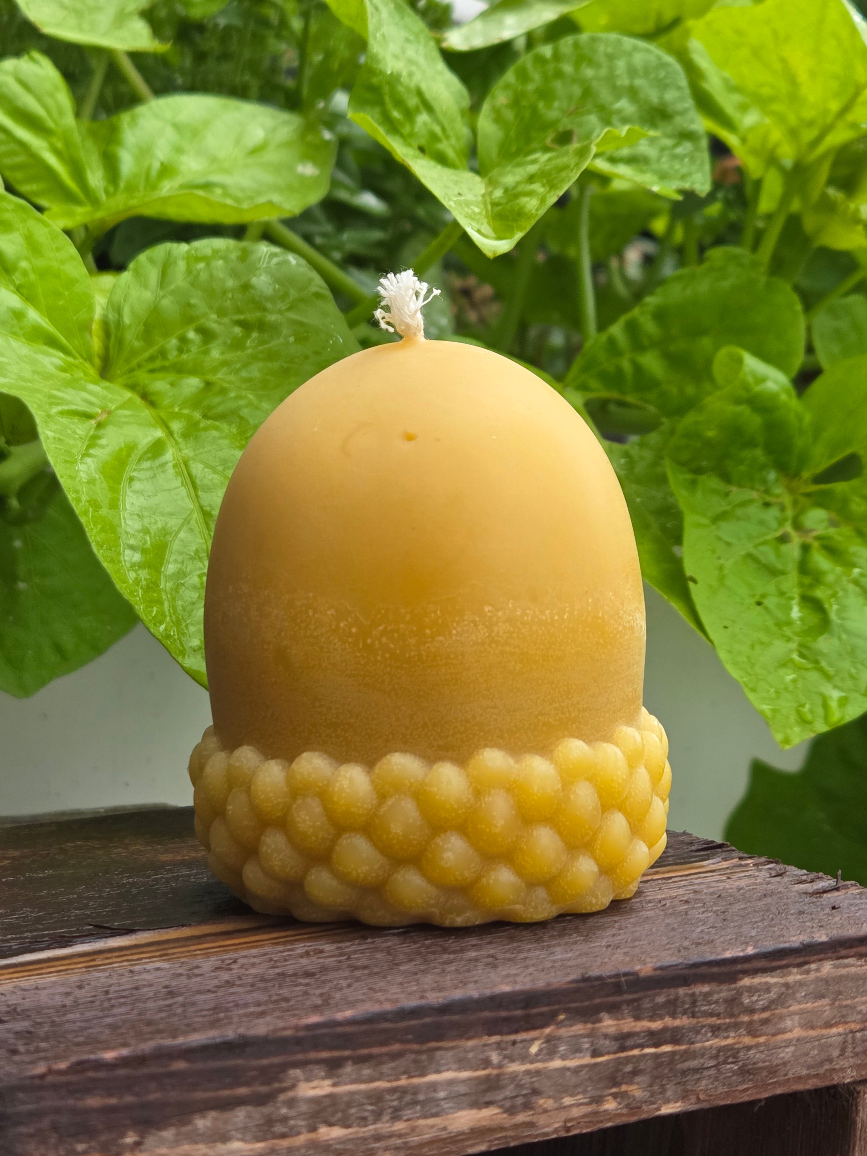 Acorn - Cap Down | Autumn Beeswax Candle – Farm and Hive