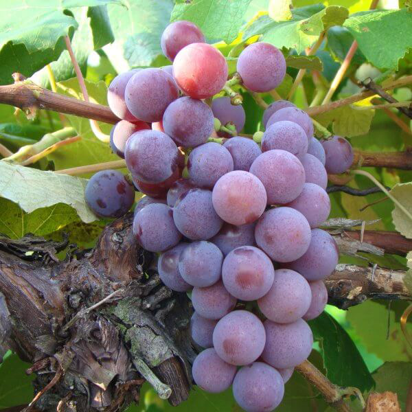Bare Root Grape Plants – Farm and Hive